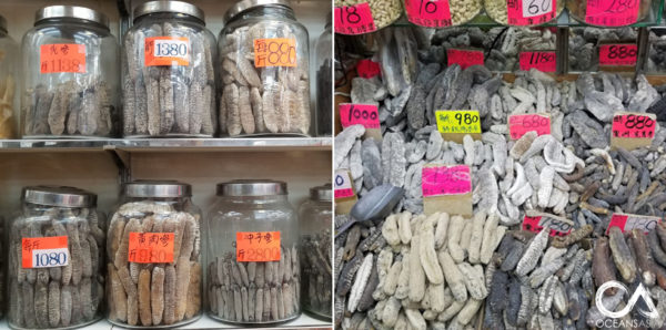 WHY SEA CUCUMBERS? - OCEANS ASIA