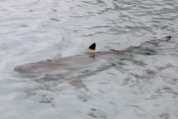 The Sharks Of Maya Bay - Thailand - OCEANS ASIA