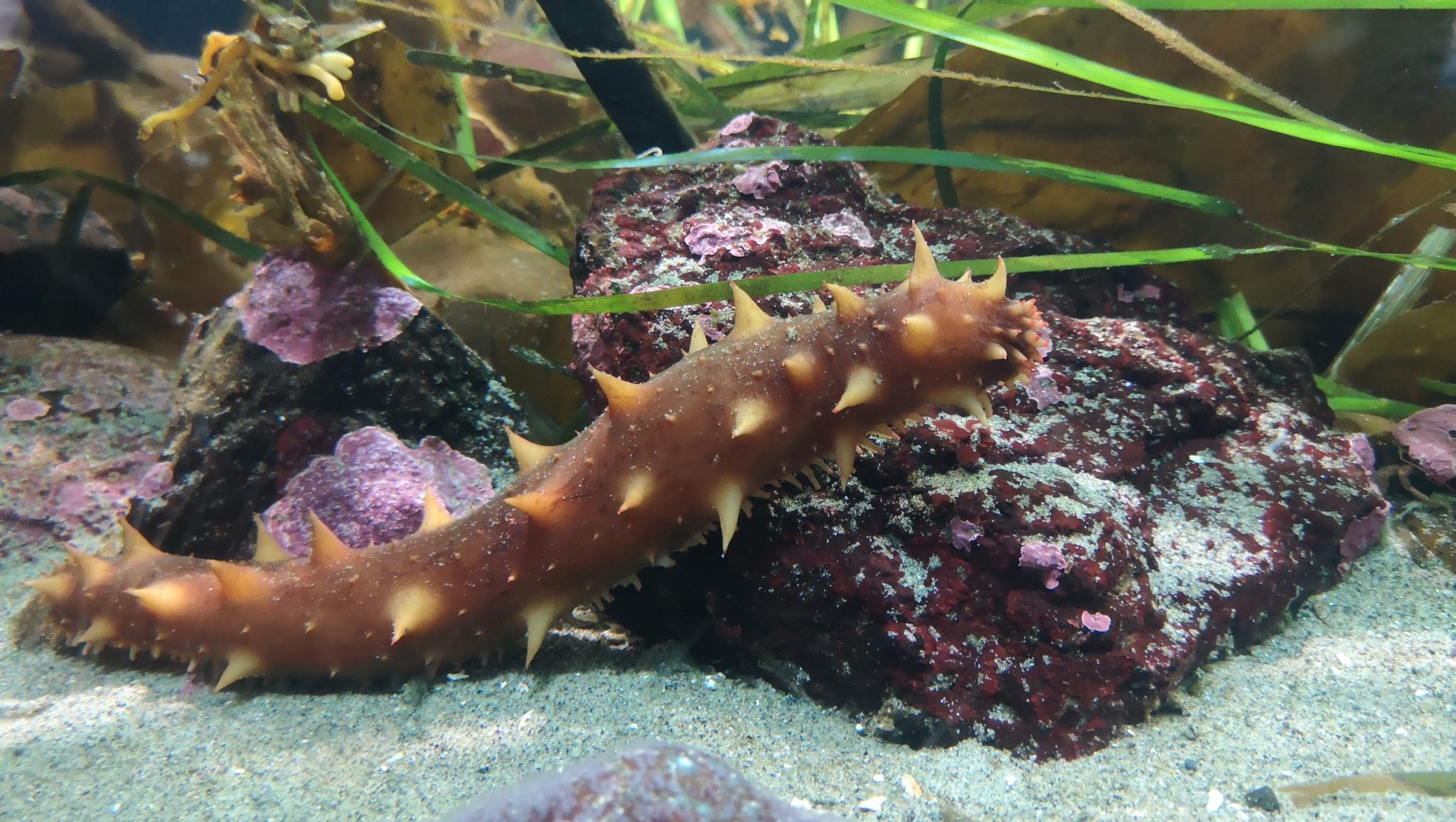Sea Cucumbers – Ilankai Tamil Sangam